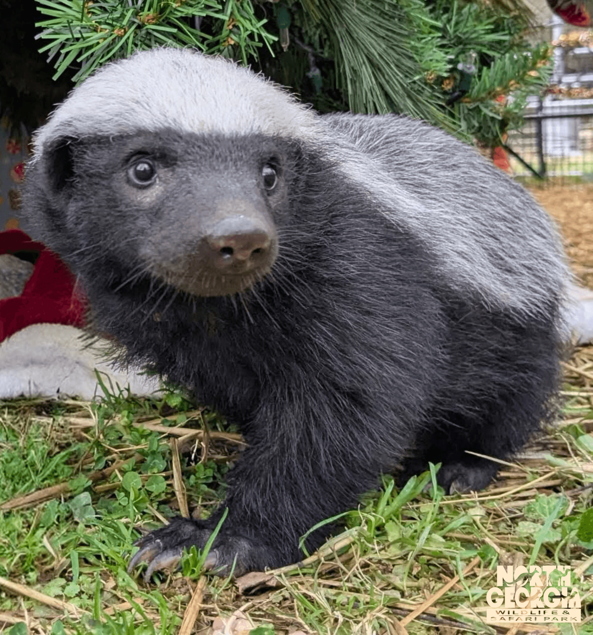 Honey Badger Experience at North Georgia Wildlife & Safari Park: Hands ...