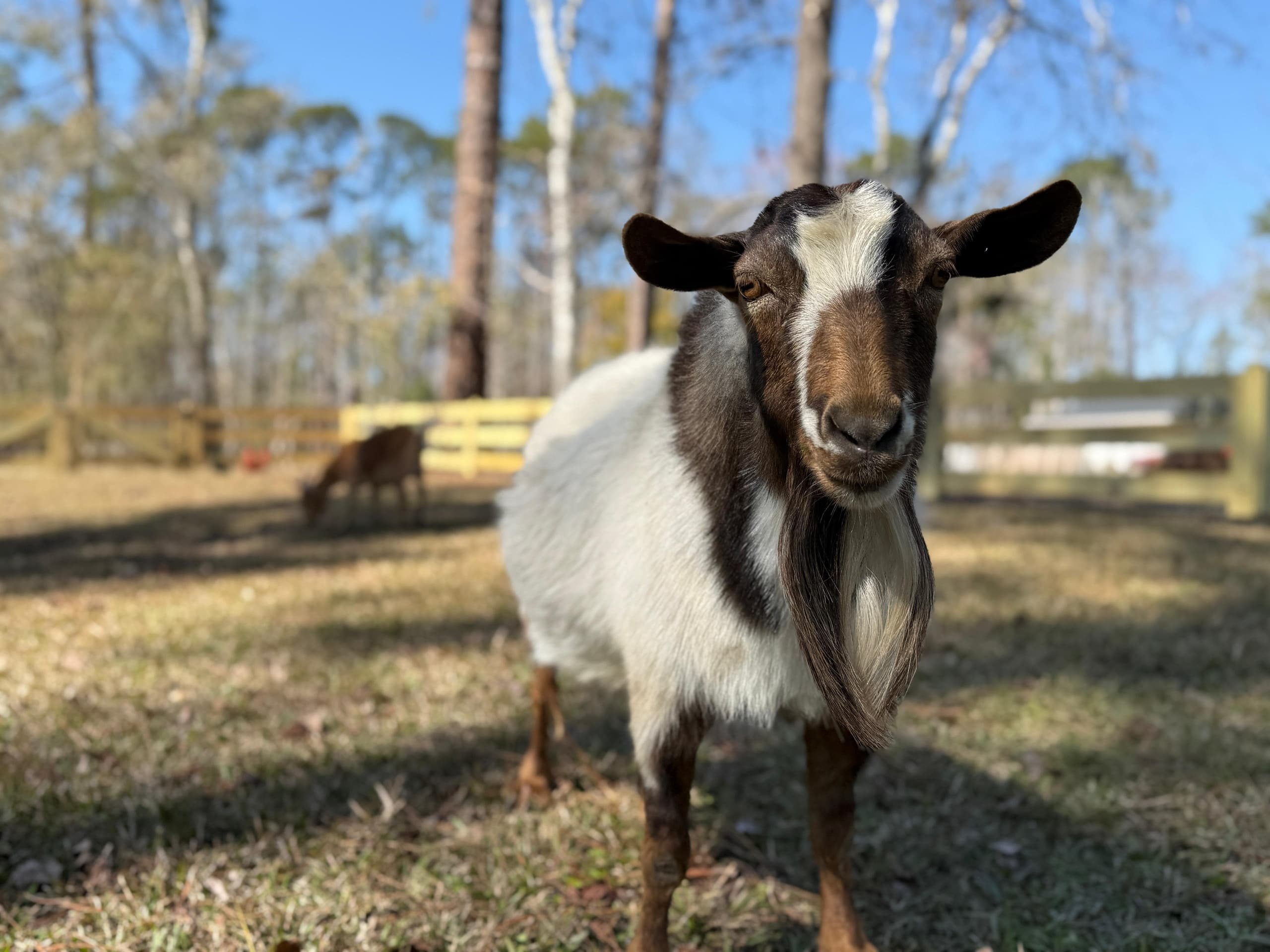 Calm Farm Encounters with Highland Cows and More in St. Augustine