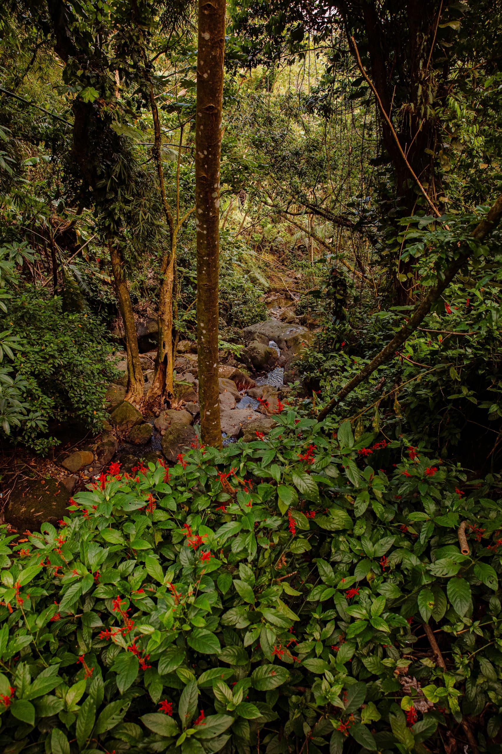 El Yunque Night Tour: Coqui Frogs, Bioluminescent Fungi & Guided Hikes ...