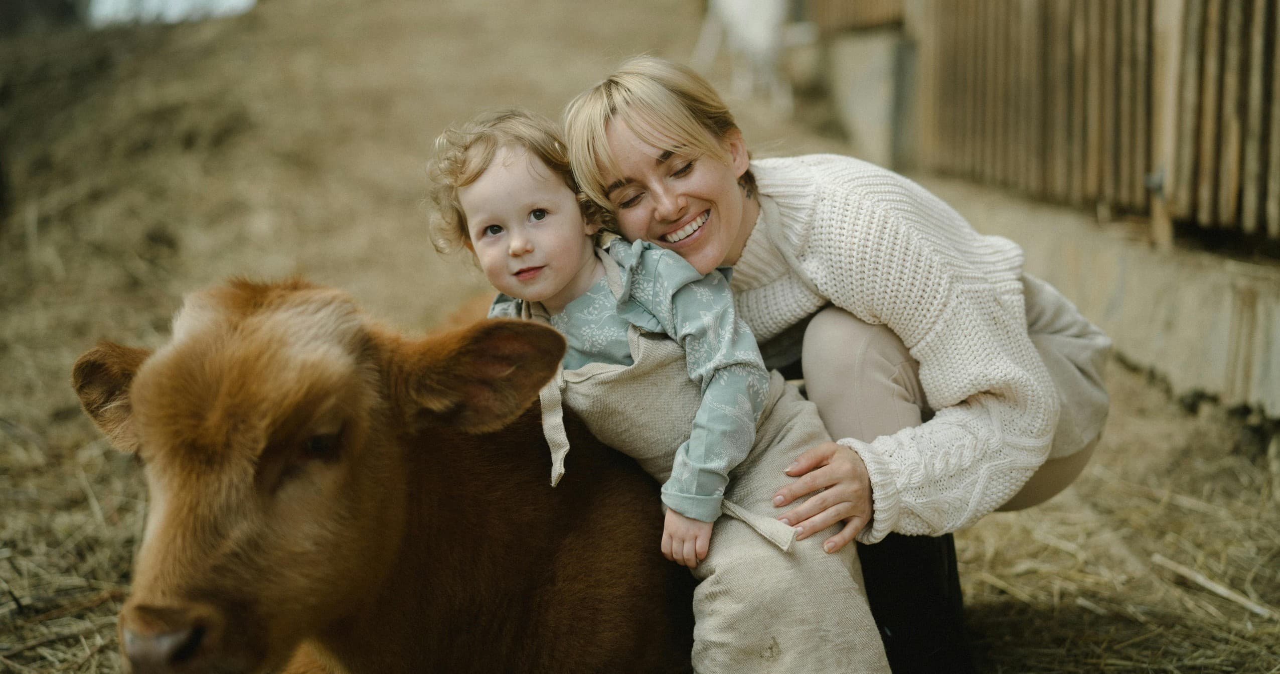Cow Cuddling Experience at Southern Trails Ranch in Manor, TX | Farm
