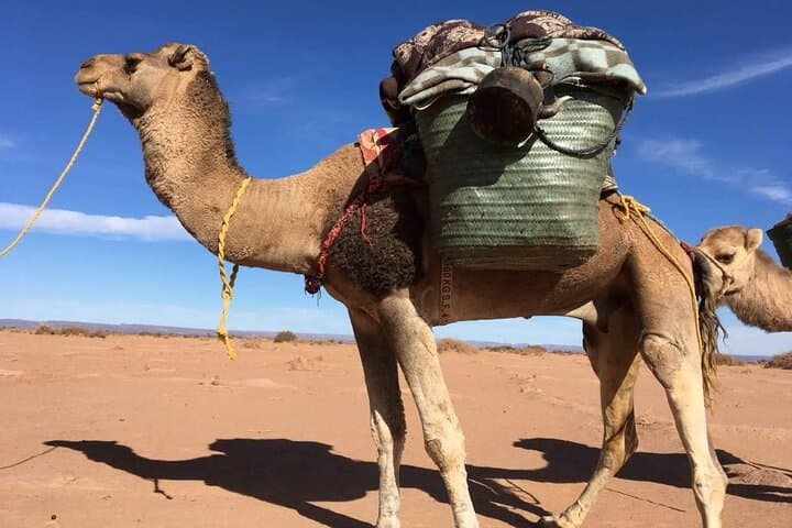 3-Day Sahara Safari: Erg Zahar & Erg Chigaga Dune Camping