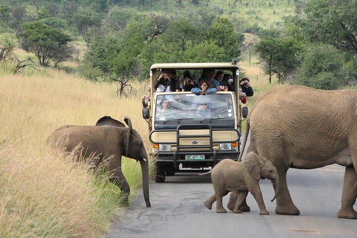Private Pilanesberg Closed-Drive Safari: Big Five in a Volcanic Landscape