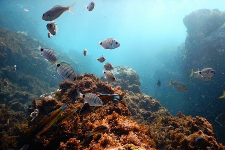Snorkeling Terceira Island Azores: Marine Life in Protected Areas